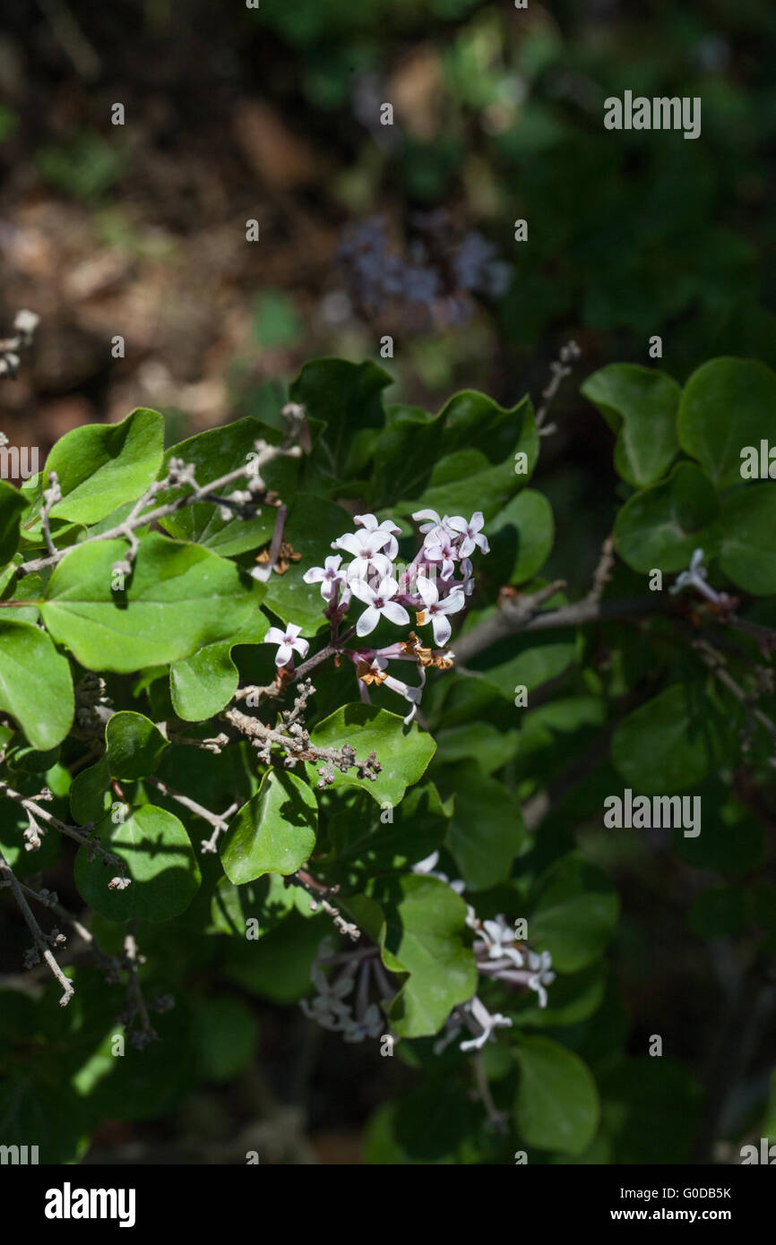 Syringa meyeri palibin hi-res stock photography and images - Alamy