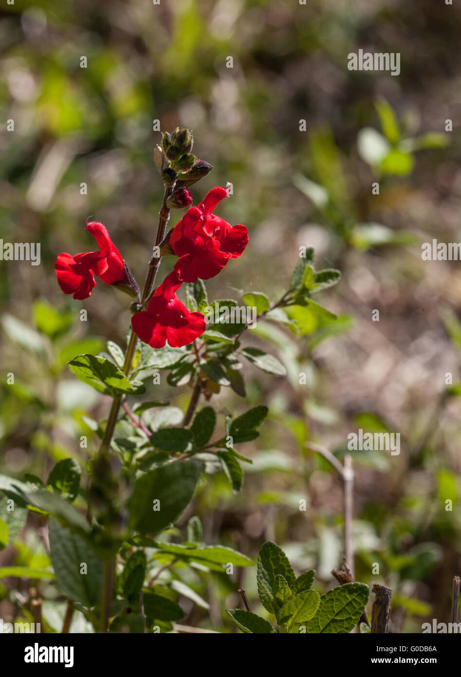 Taxon taxonomy latin hi-res stock photography and images - Alamy