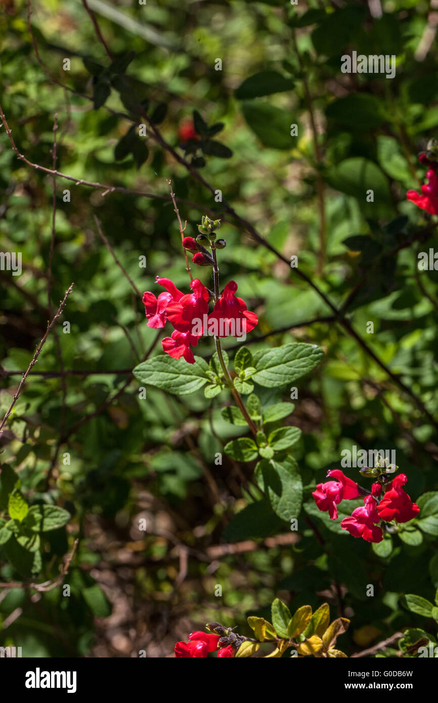 Salvia species hi-res stock photography and images - Alamy
