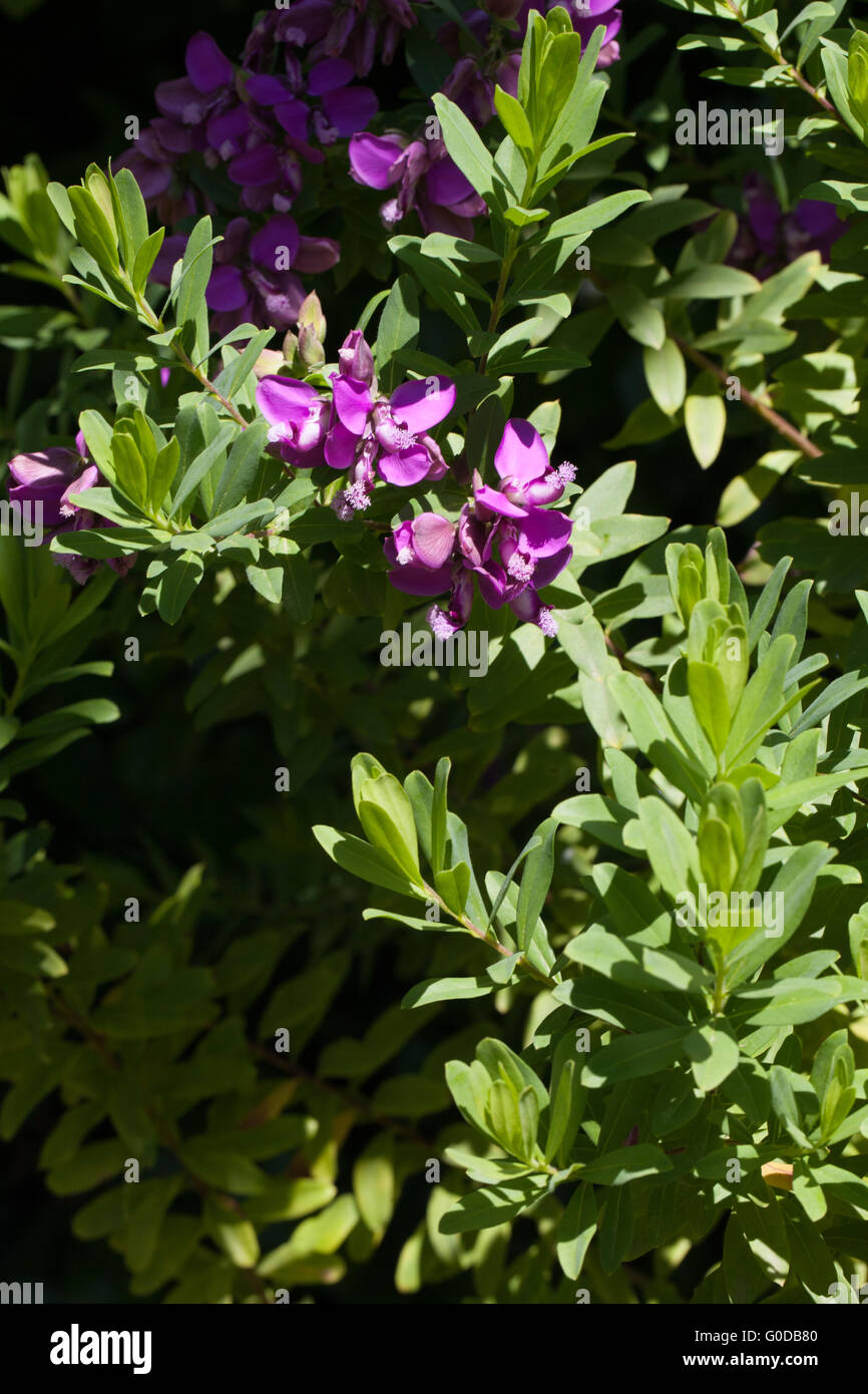 Polygala species hi-res stock photography and images - Alamy