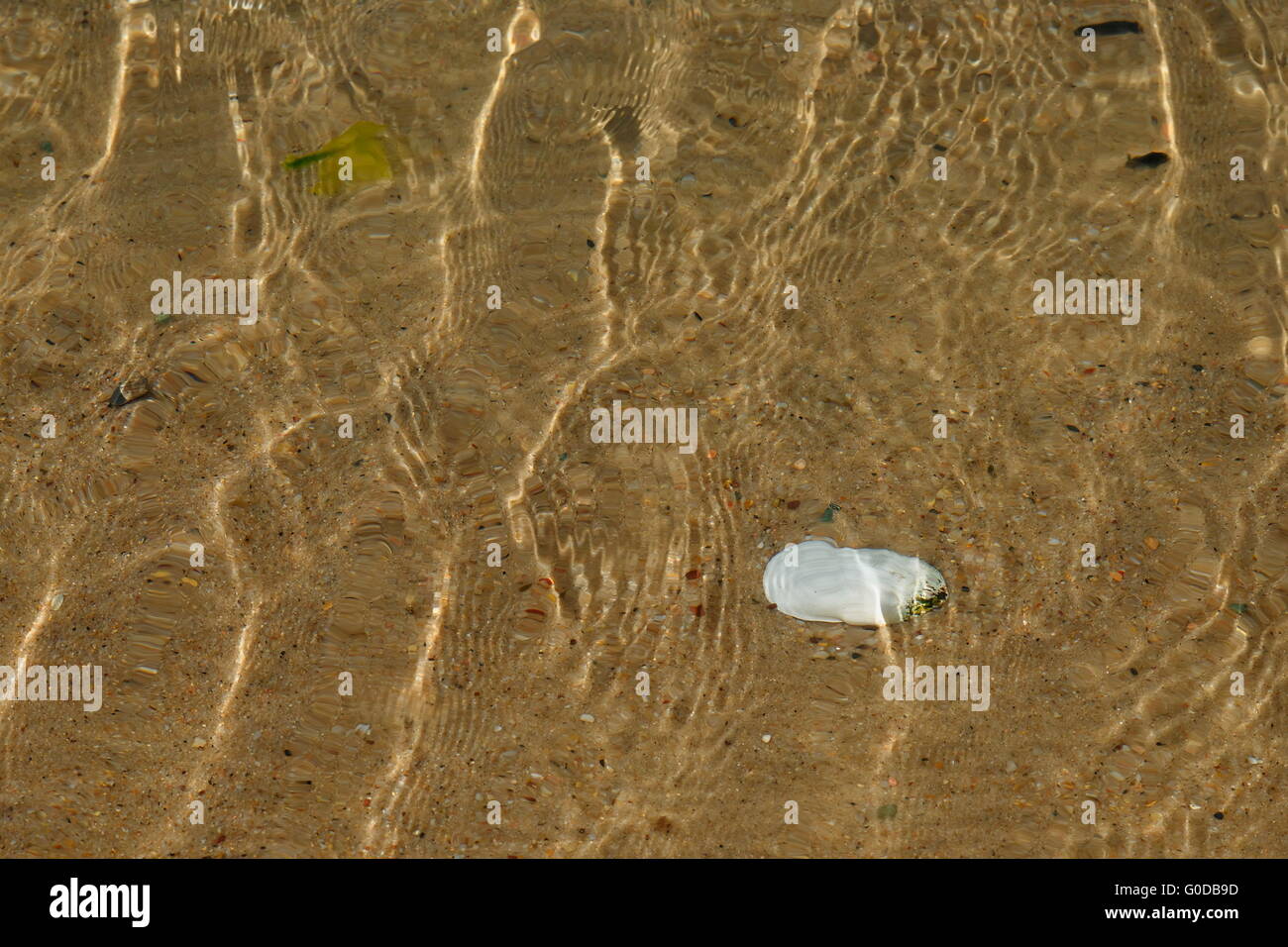 White Seashell Underwater Stock Photo - Alamy