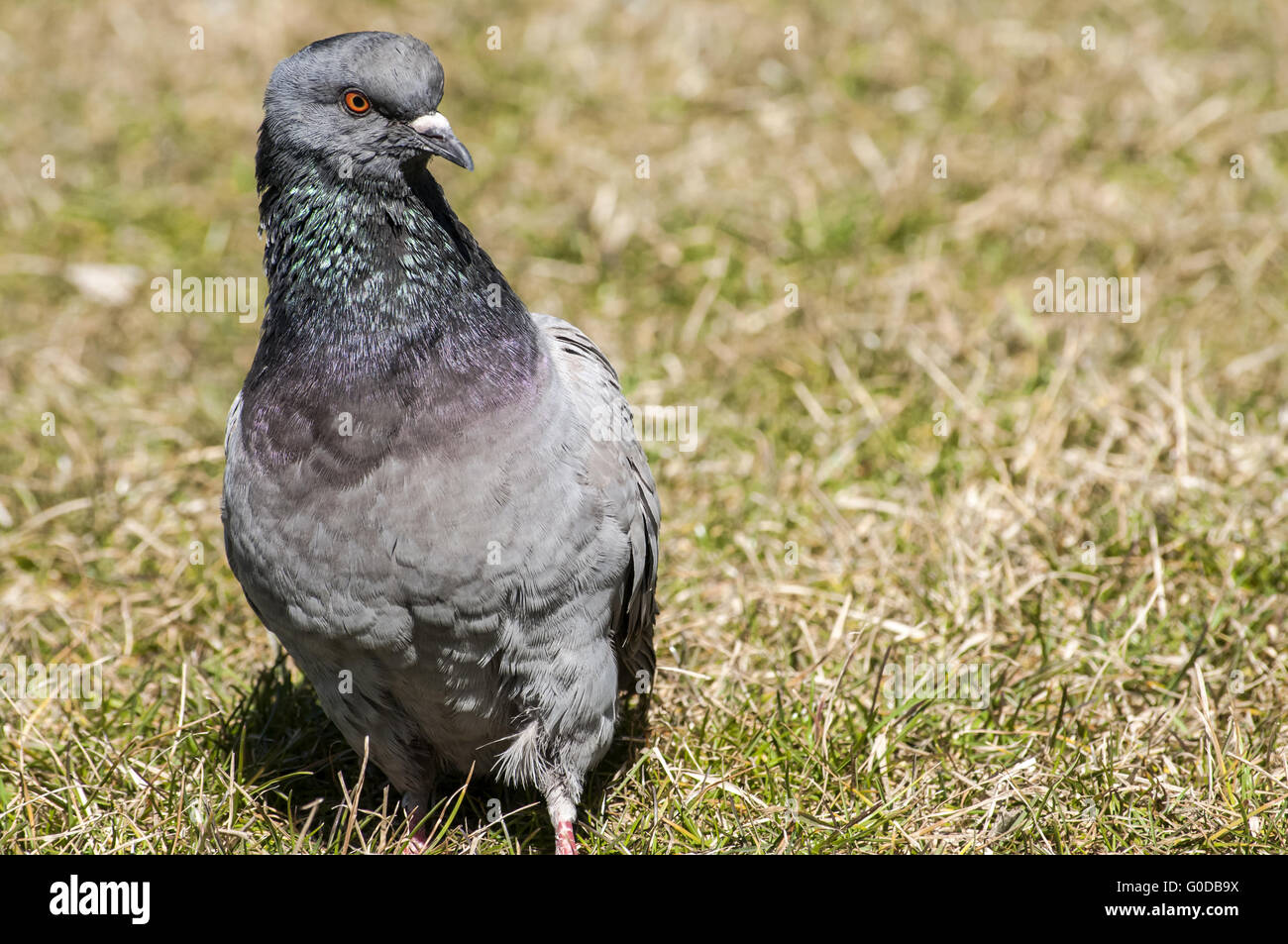 Feral rock pigeon resting on a stone wall Stock Photo - Alamy