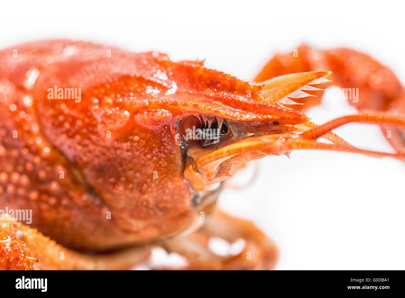 Boiled crawfish is isolated on a white background Stock Photo - Alamy