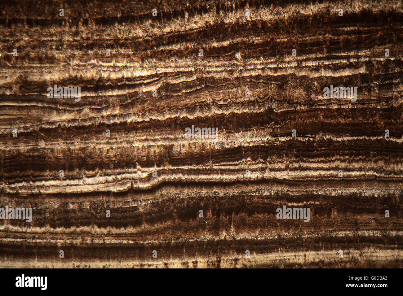 Fossil limestone microscope hi-res stock photography and images - Alamy
