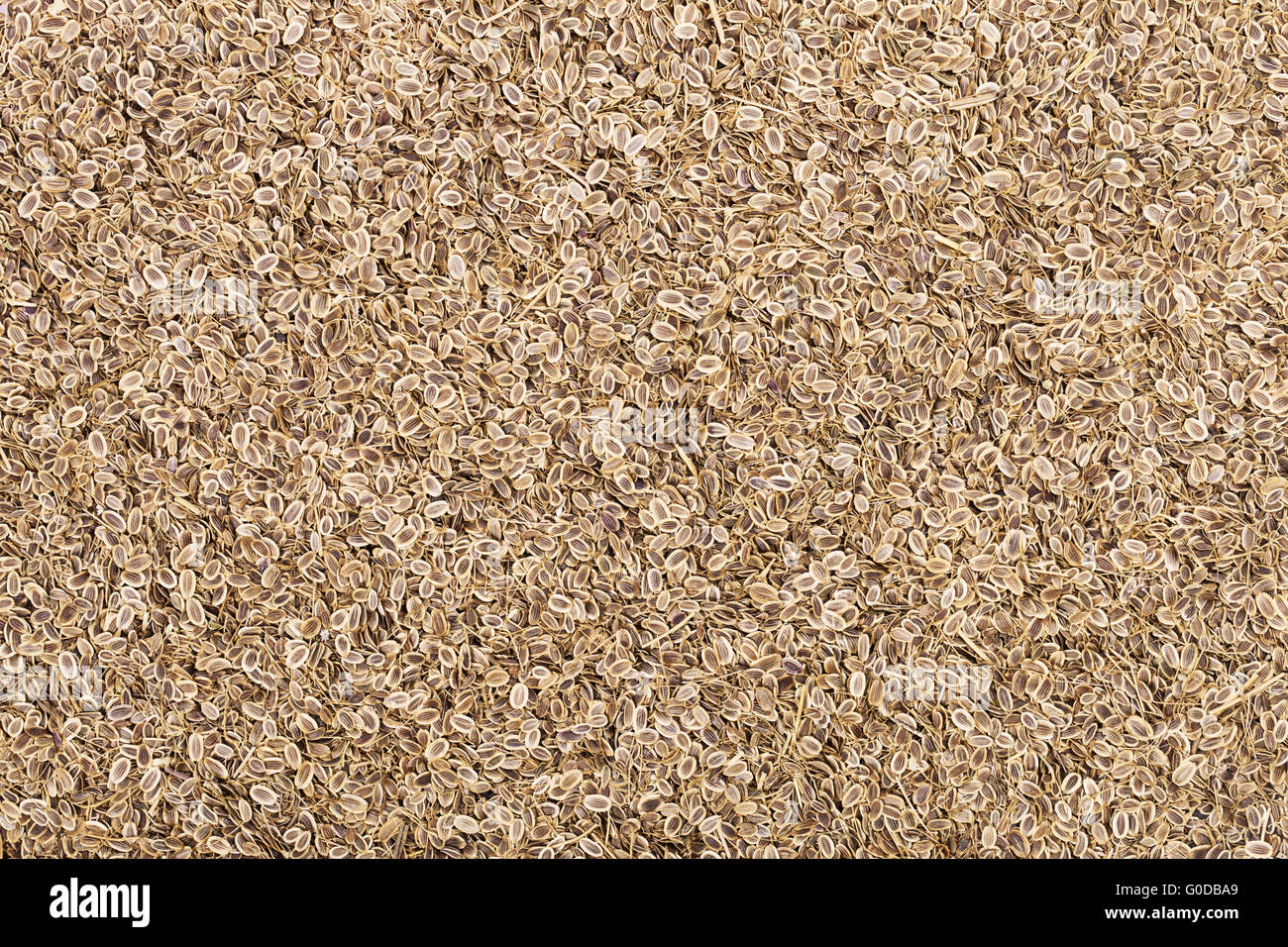 Fennel seeds texture hi-res stock photography and images - Alamy