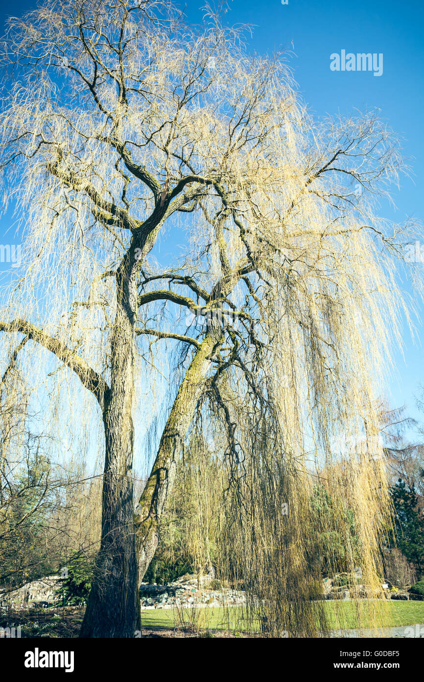 Big weeping willow hi-res stock photography and images - Alamy