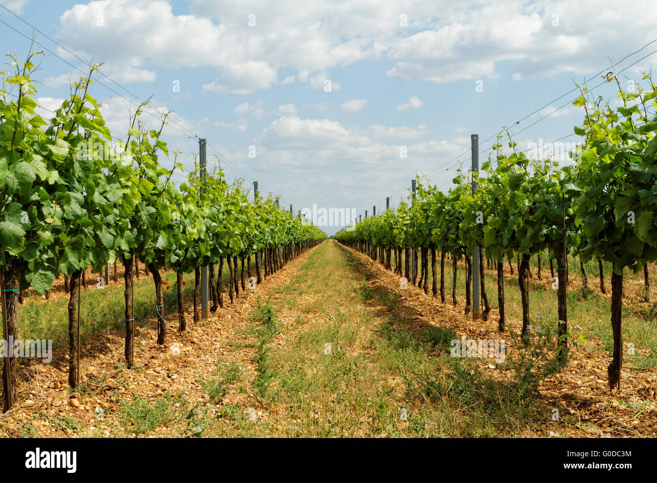 Tokay wine hi-res stock photography and images - Alamy
