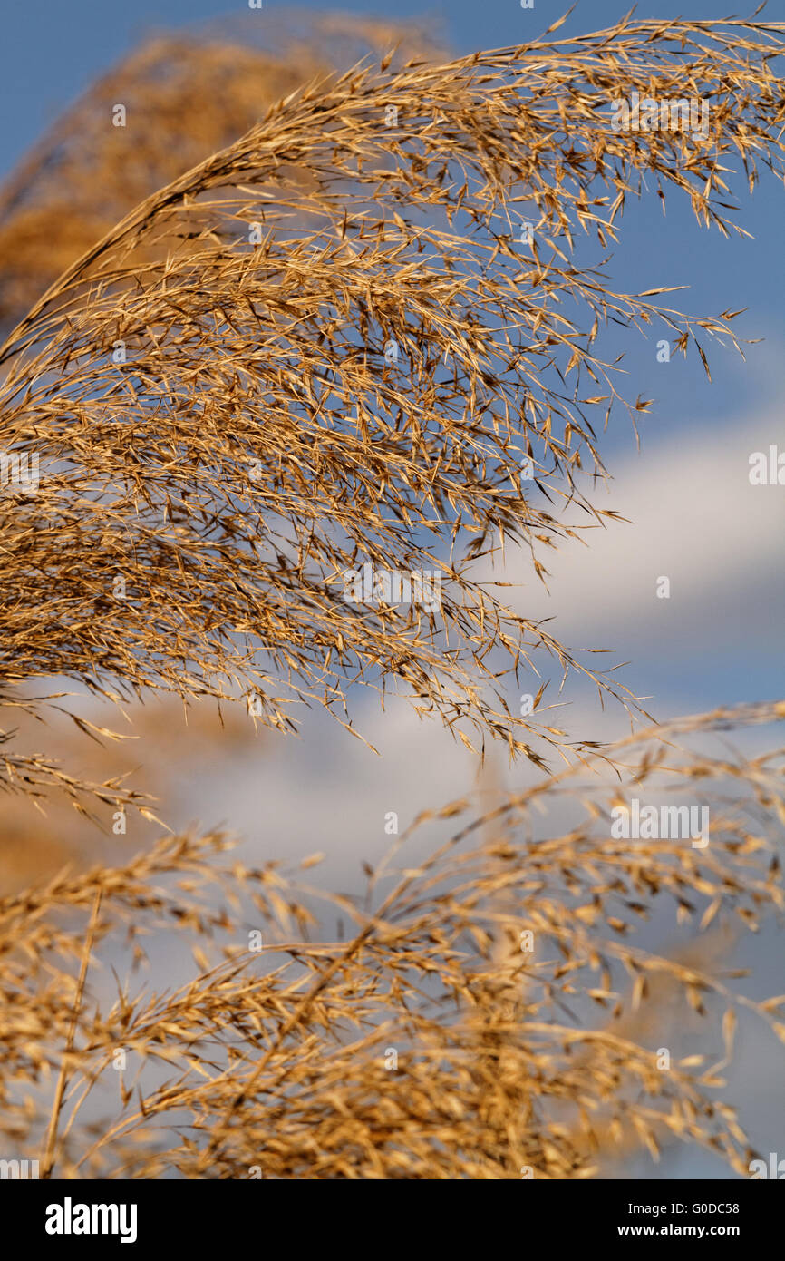 Gold grass hi-res stock photography and images - Alamy