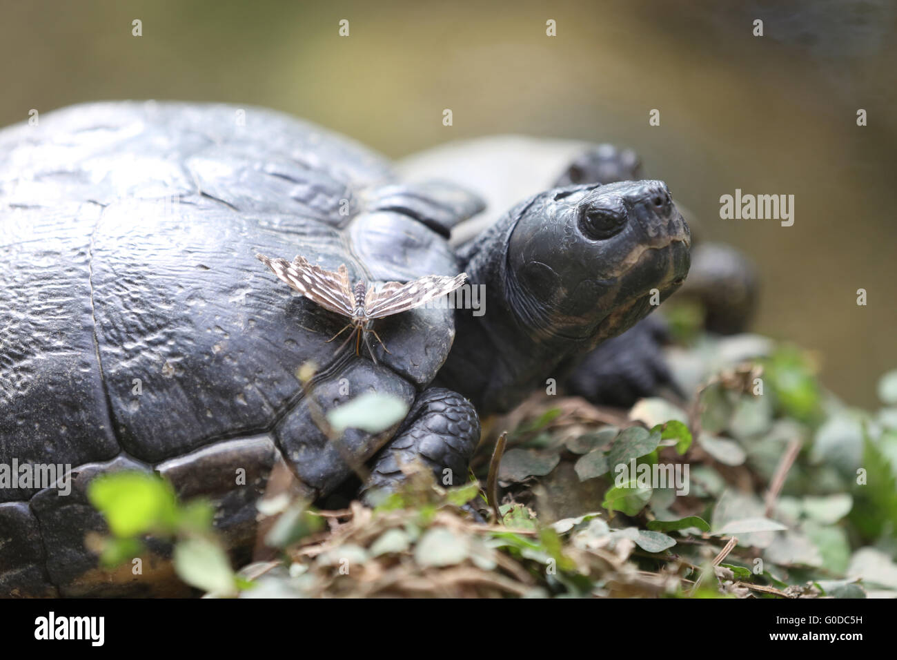 Turtle butterfly hi-res stock photography and images - Alamy