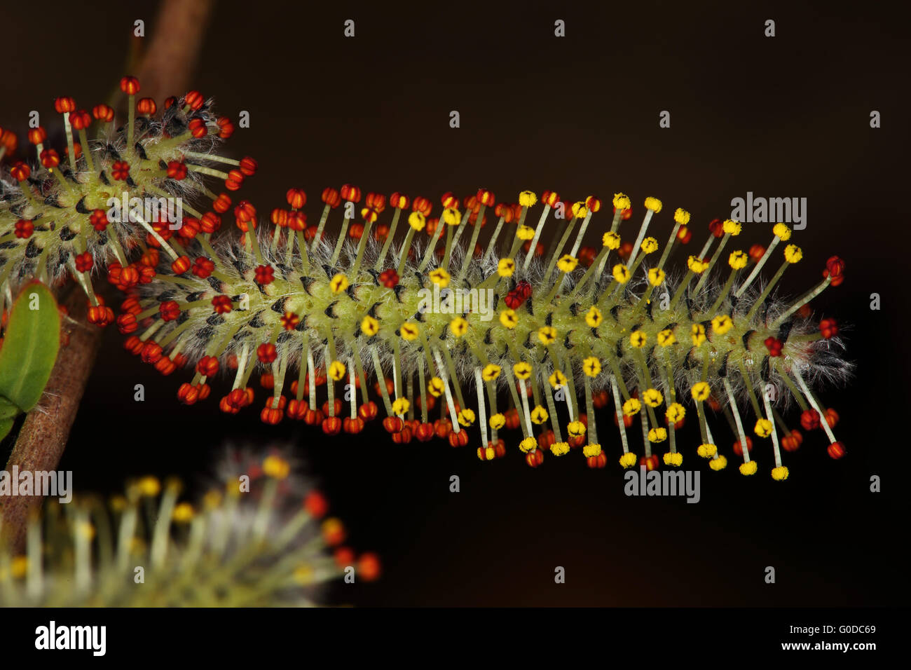 Purple willow catkin , Salix purpurea Stock Photo - Alamy