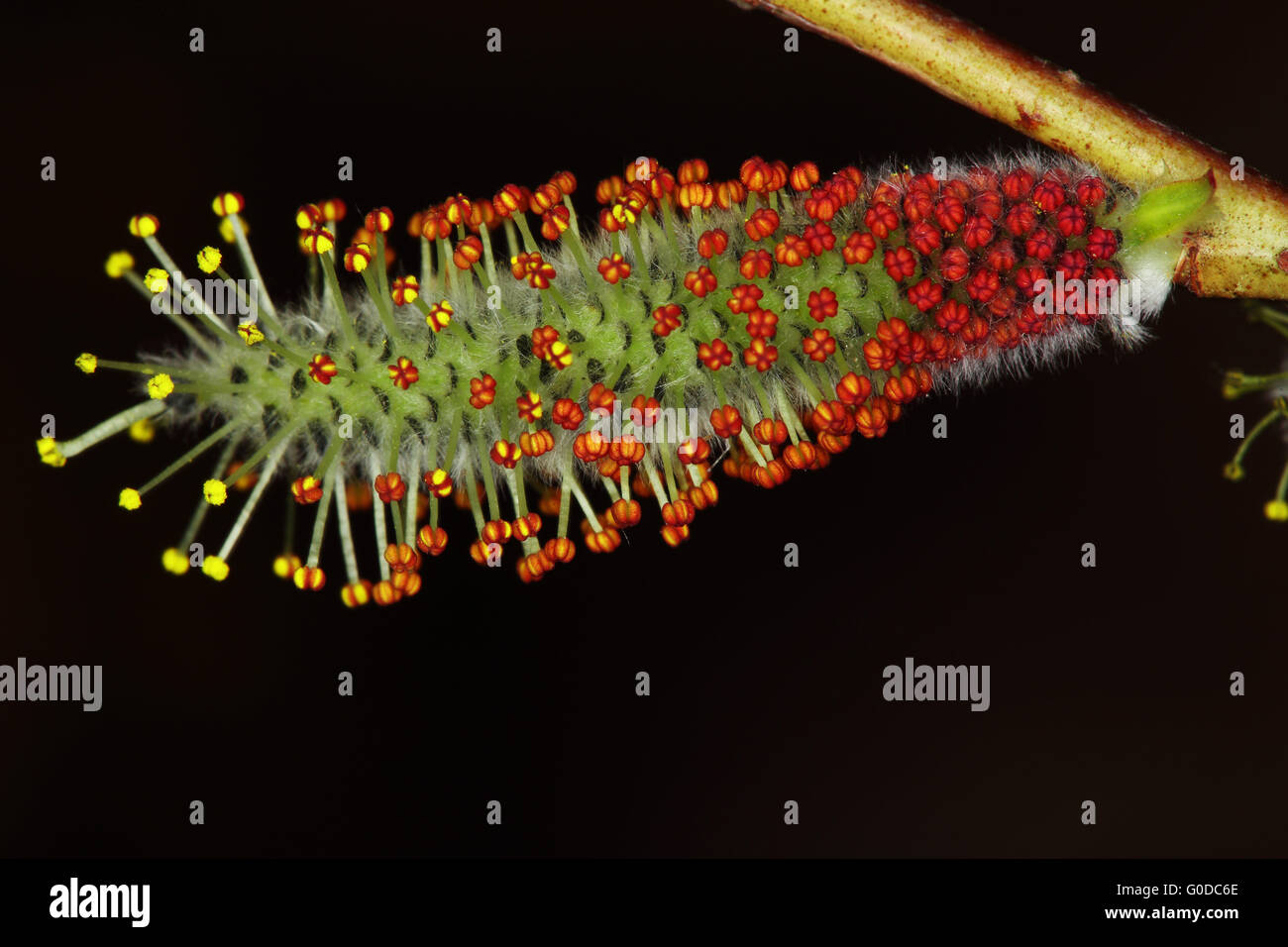 Purple willow catkin , Salix purpurea Stock Photo - Alamy