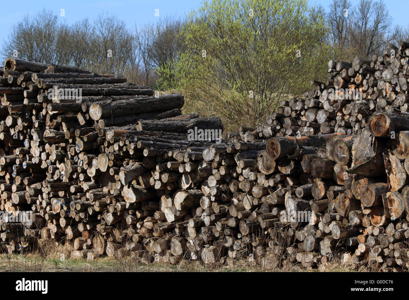 Log pile, Bavaria, Germany Stock Photo - Alamy