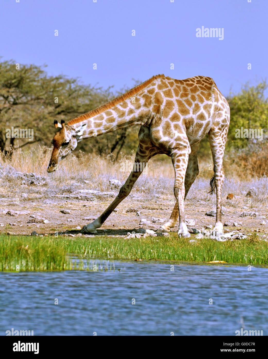 Giraffe Drinking Water High Resolution Stock Photography and Images - Alamy