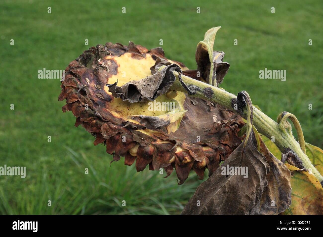 Dead sun flower Stock Photo - Alamy