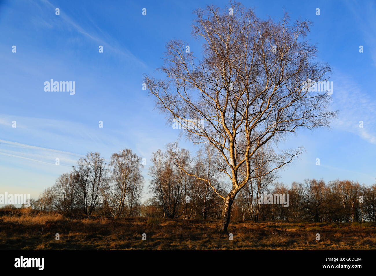 Swamp birch tree hi-res stock photography and images - Alamy
