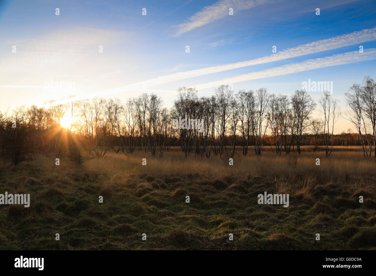 Blue moor grass hi-res stock photography and images - Alamy