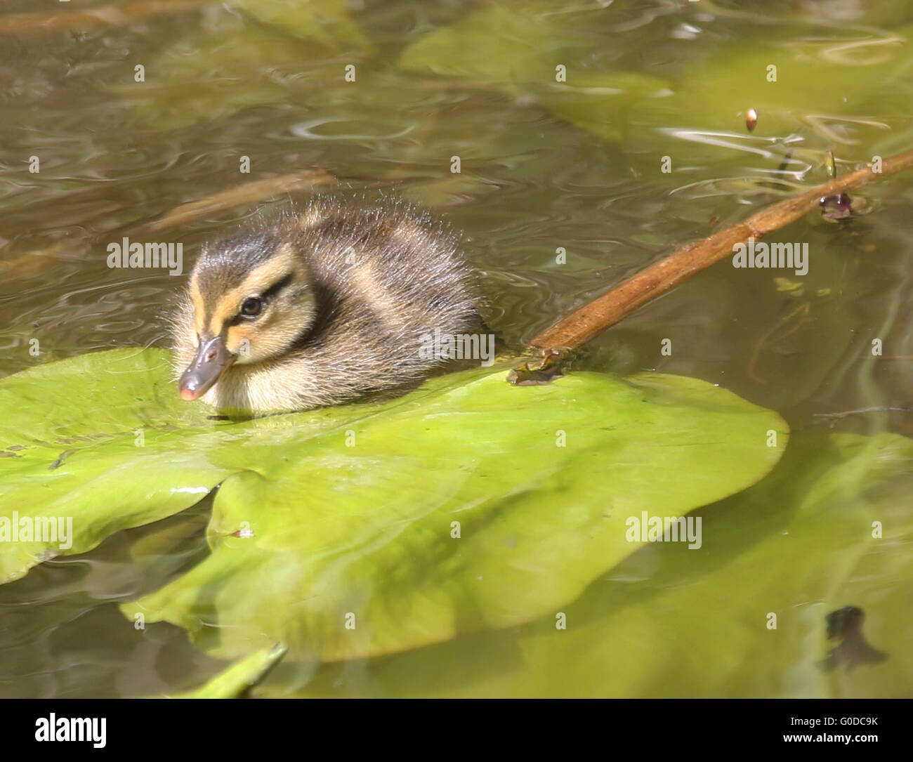 Ducklings outside hi-res stock photography and images - Alamy