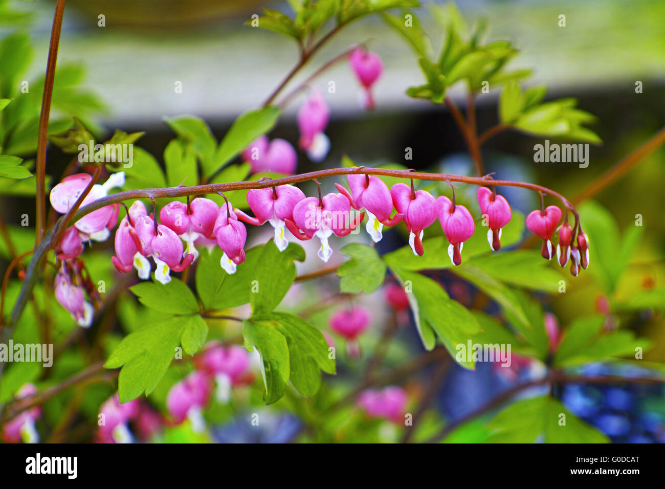 Bleeding heart flower hi-res stock photography and images - Alamy