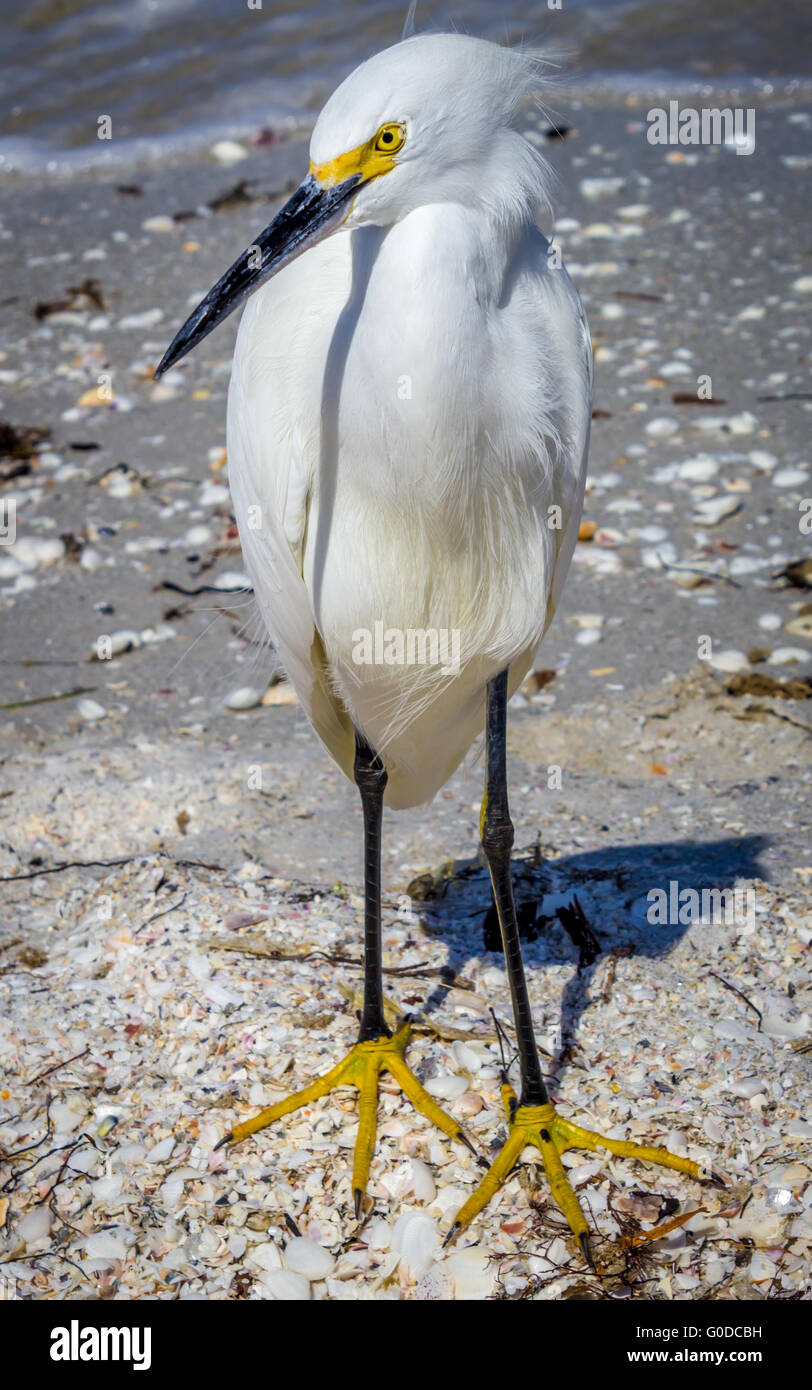 Tropical egret hi-res stock photography and images - Alamy