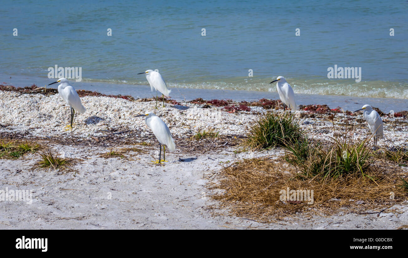 Egrets on the Beach Stock Photo - Alamy