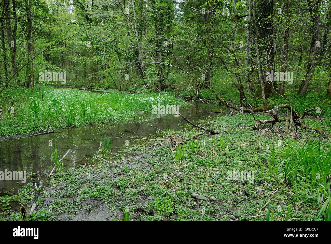 Lowland forest ecosystem hi-res stock photography and images - Alamy
