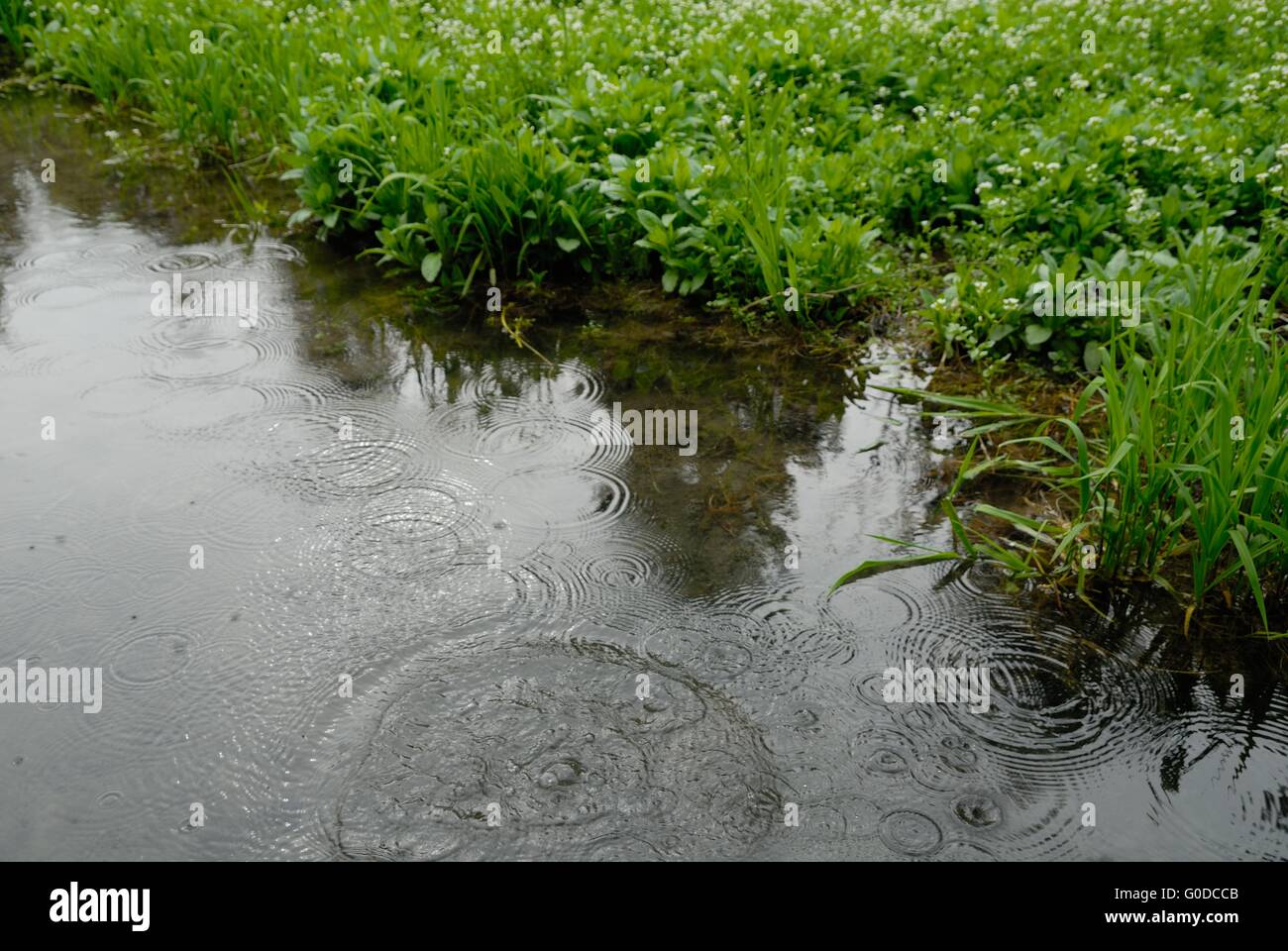 Wet ecosystem hi-res stock photography and images - Alamy