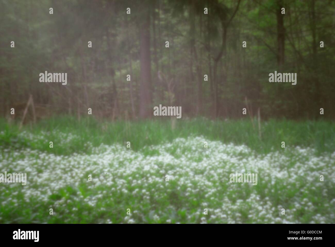 floodplain forest (pinhole camera Stock Photo - Alamy