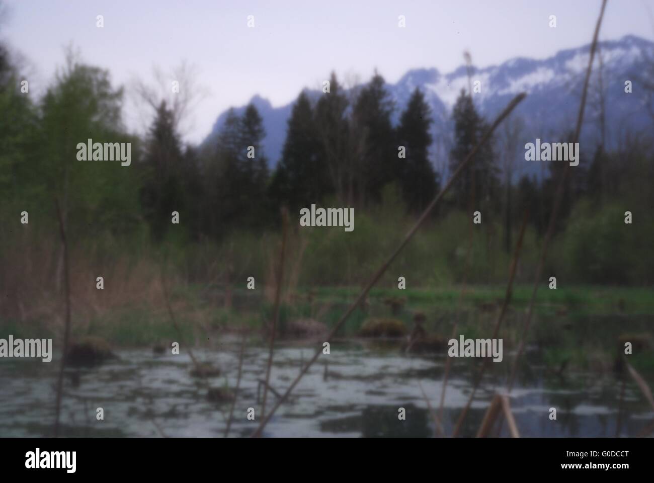 floodplain forest (pinhole camera Stock Photo - Alamy