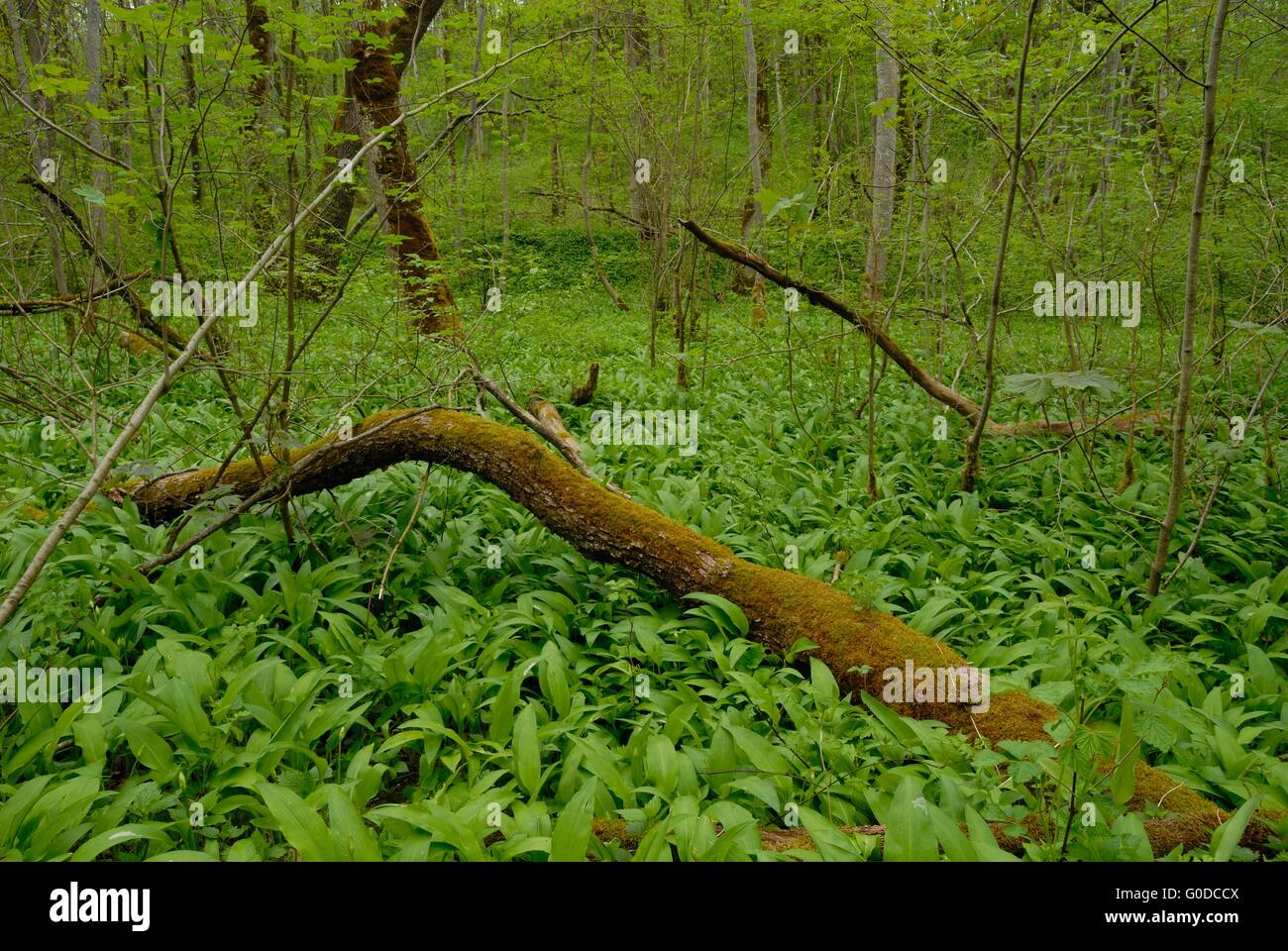 Green floodplain hi-res stock photography and images - Alamy