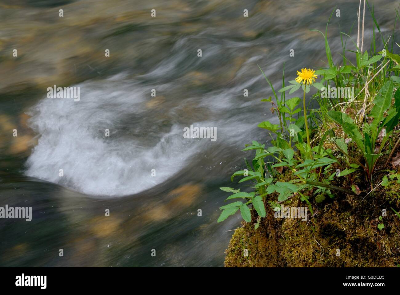 Wet ecosystem hi-res stock photography and images - Alamy