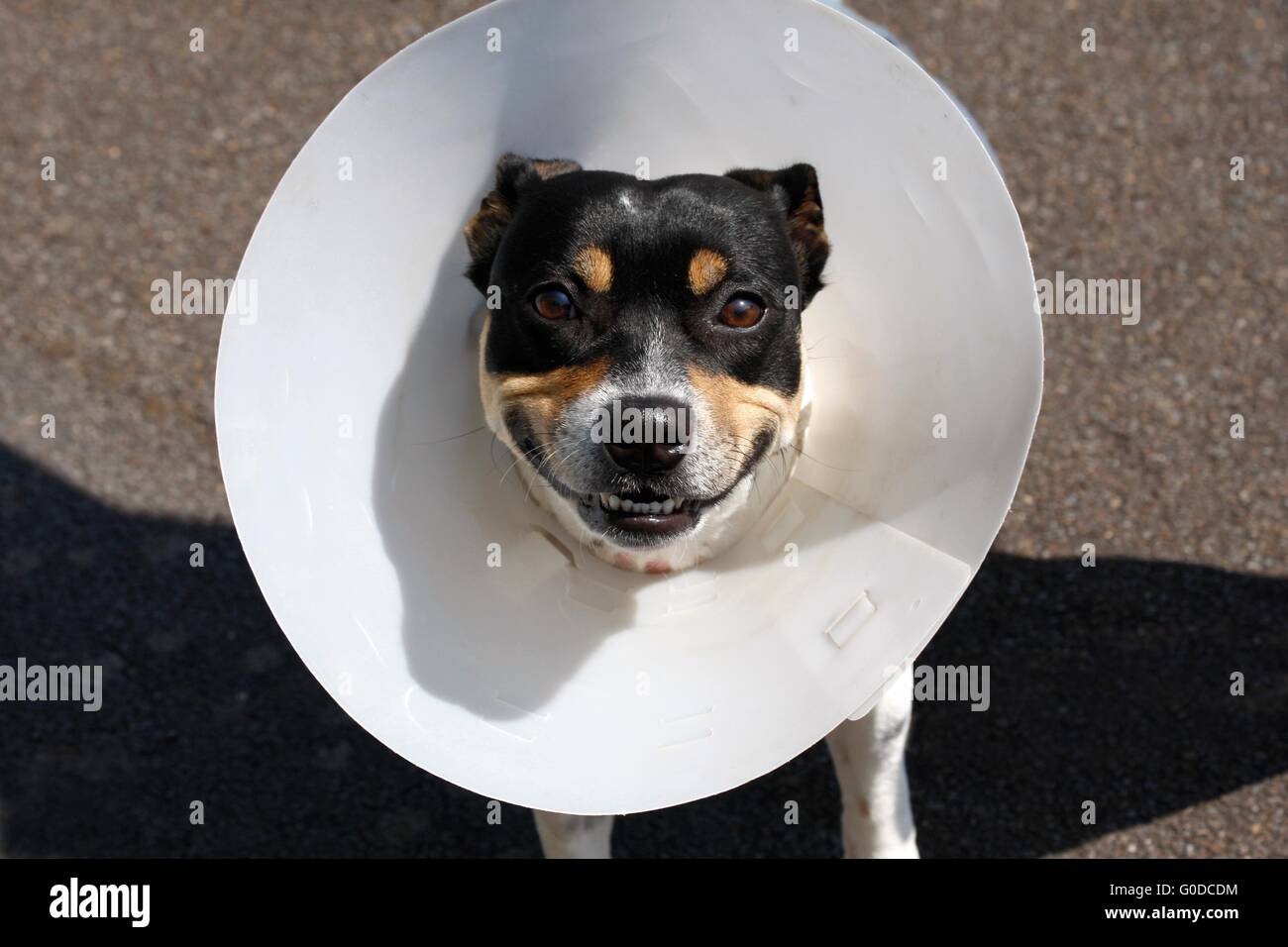 Small smiling dog wearing a cone after surgery Stock Photo - Alamy