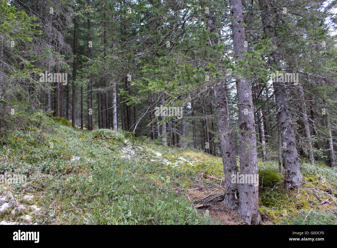 An Alpine forest in the italian dolomites Stock Photo - Alamy