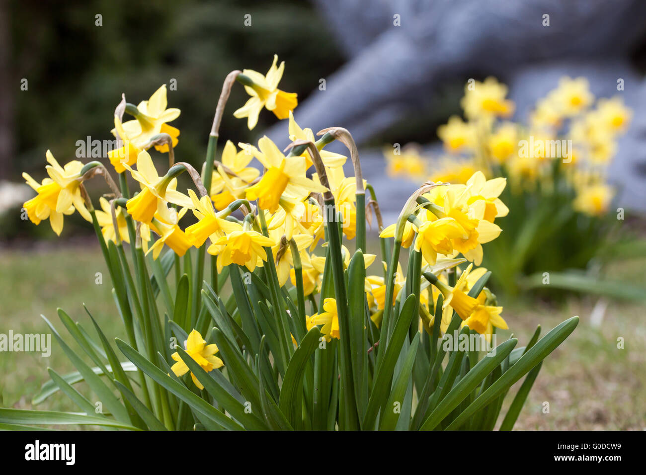 Spring fever hi-res stock photography and images - Alamy