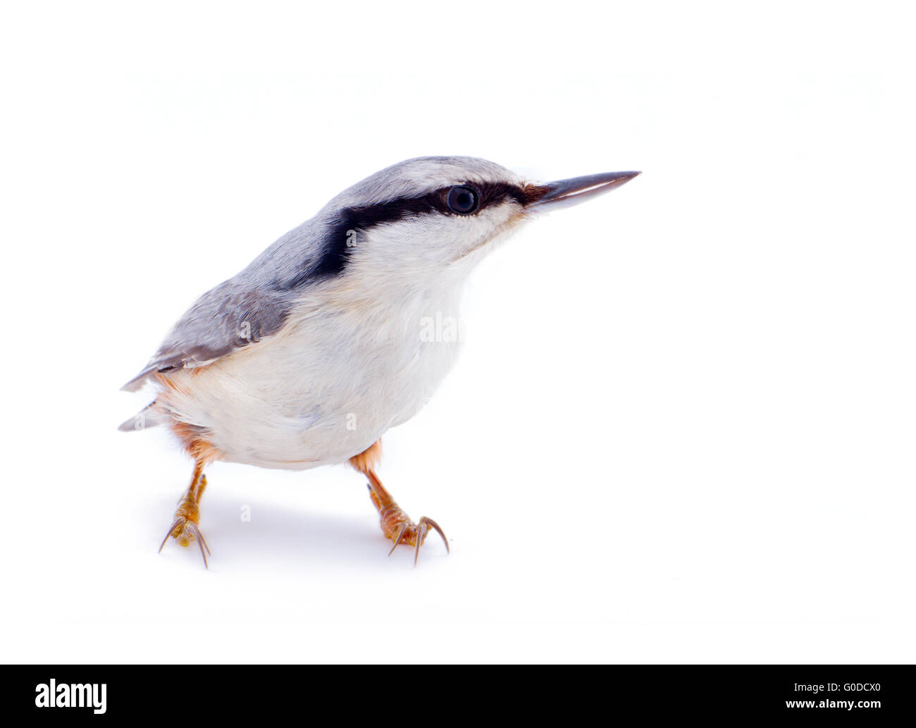 Nuthatch background Cut Out Stock Images & Pictures - Alamy