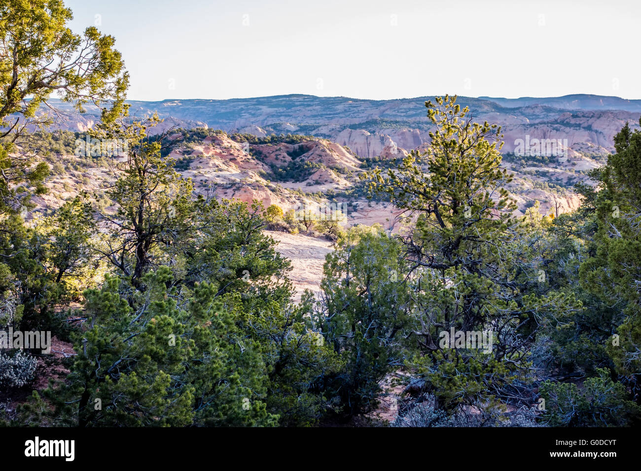 An ancient gnarled juniper tree near Navajo Monument park utah Stock ...