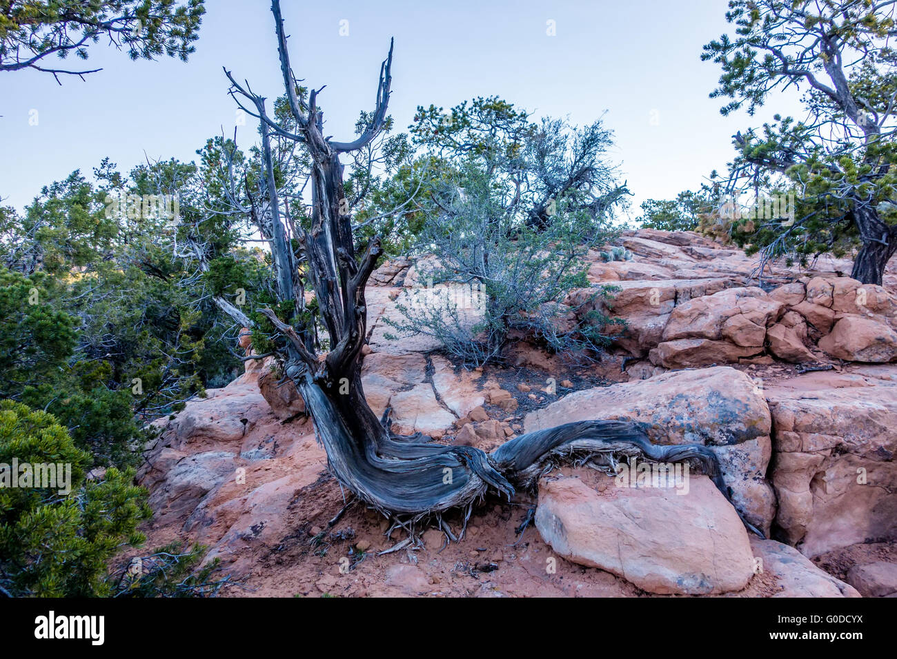 An ancient gnarled juniper tree near Navajo Monument park utah Stock ...
