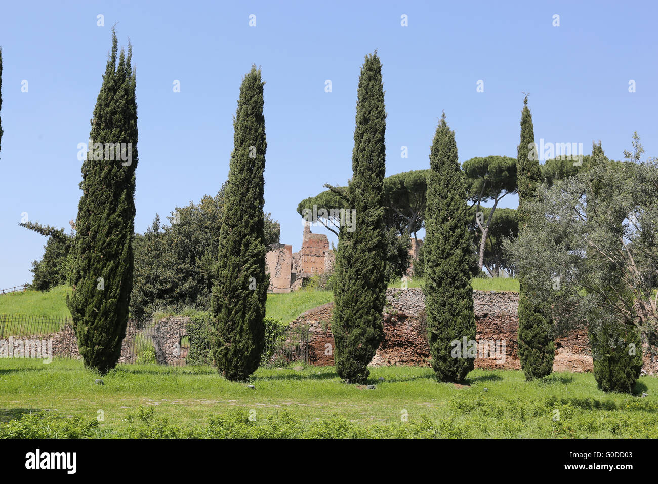 Rome Cypress trees Stock Photo - Alamy