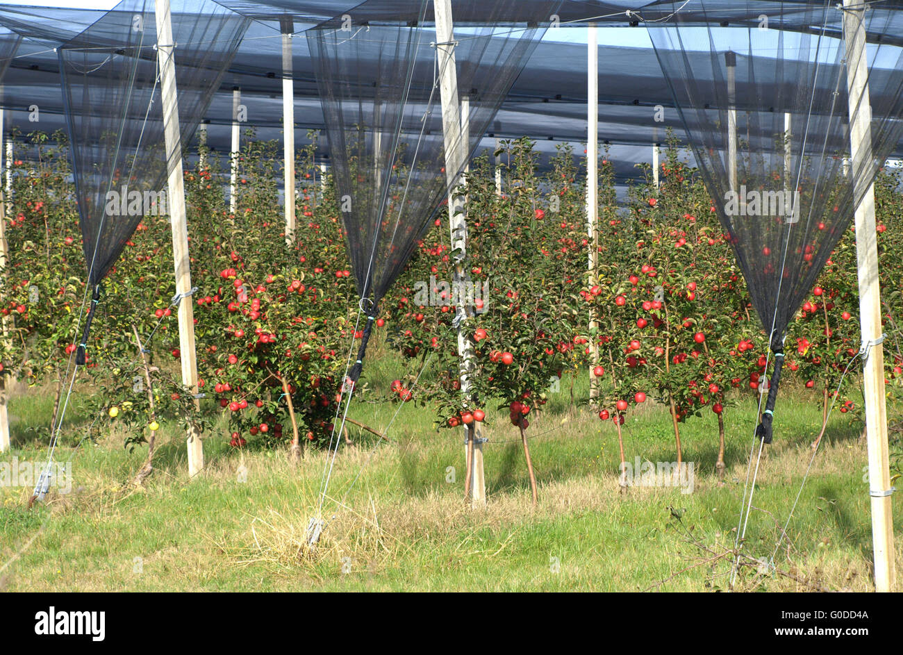 Fruitful orchard hi-res stock photography and images - Alamy