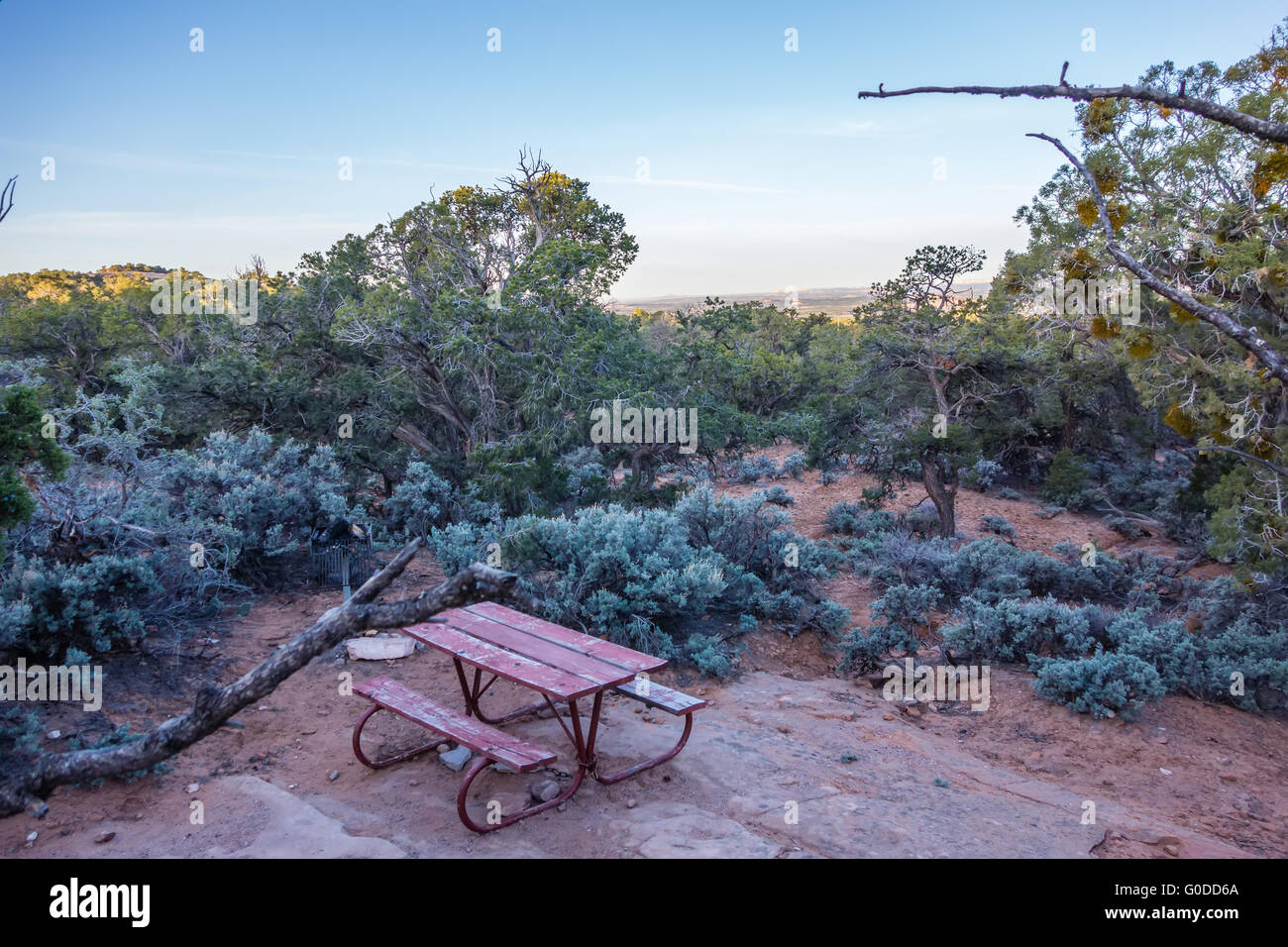 An ancient gnarled juniper tree near Navajo Monument park utah Stock ...