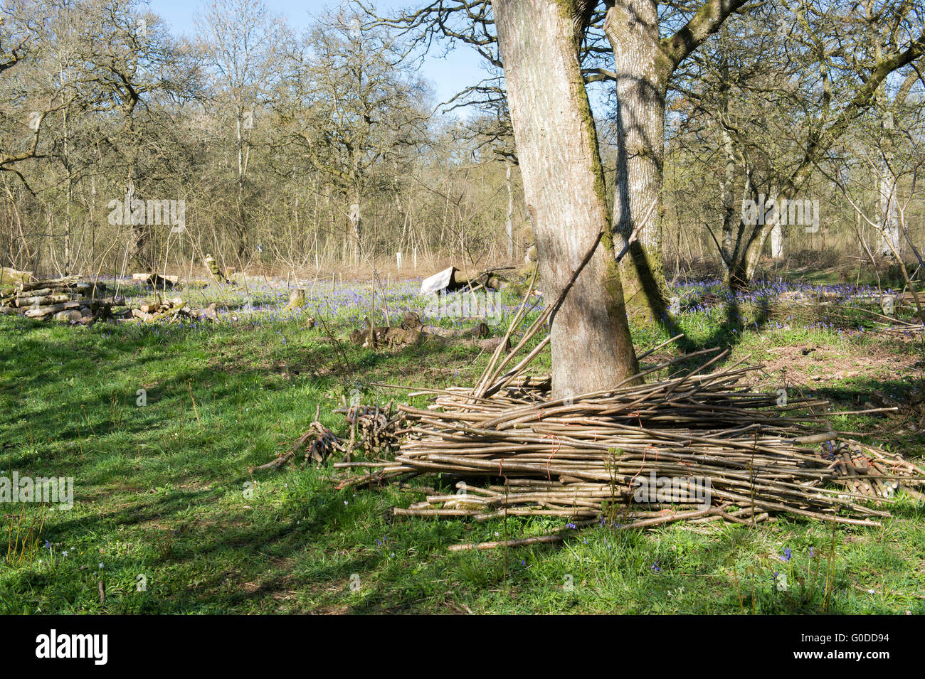 Coppiced hazel sticks hi-res stock photography and images - Alamy