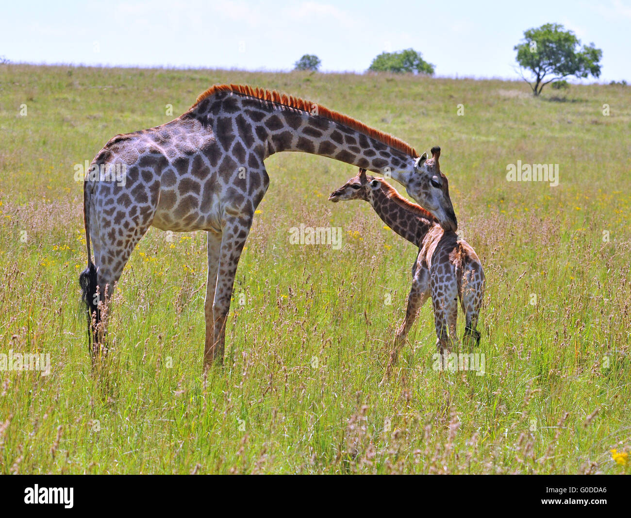 Female Giraffe in Africa with a calf Stock Photo - Alamy