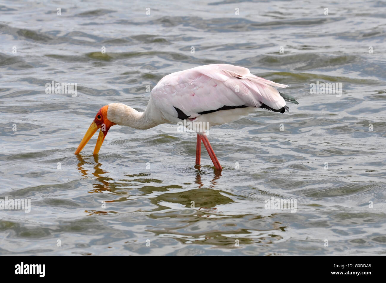 Yellow Billed Stork Stock Photo - Alamy