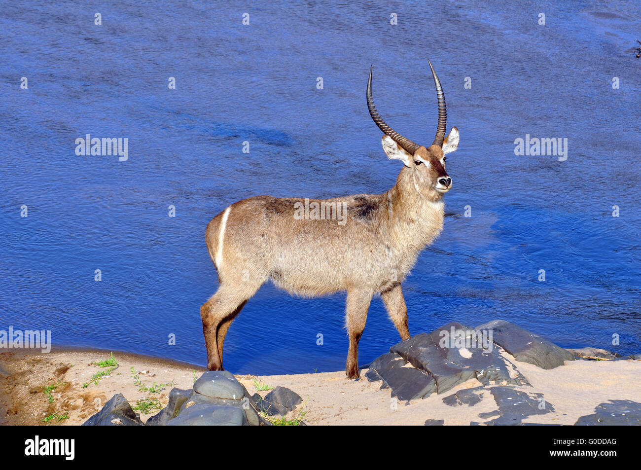 Waterbuck and nature hi-res stock photography and images - Alamy