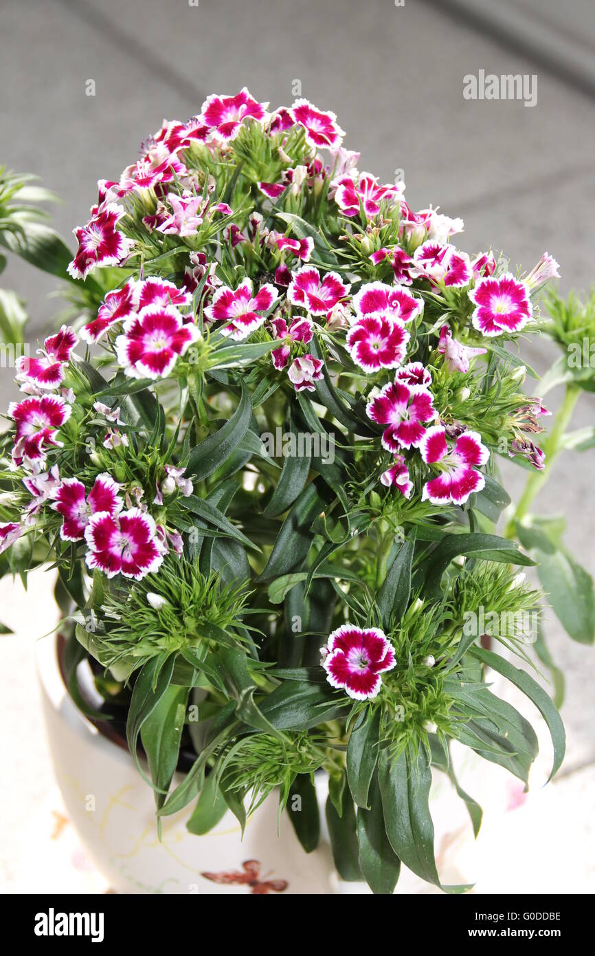 Plantseason hi-res stock photography and images - Alamy