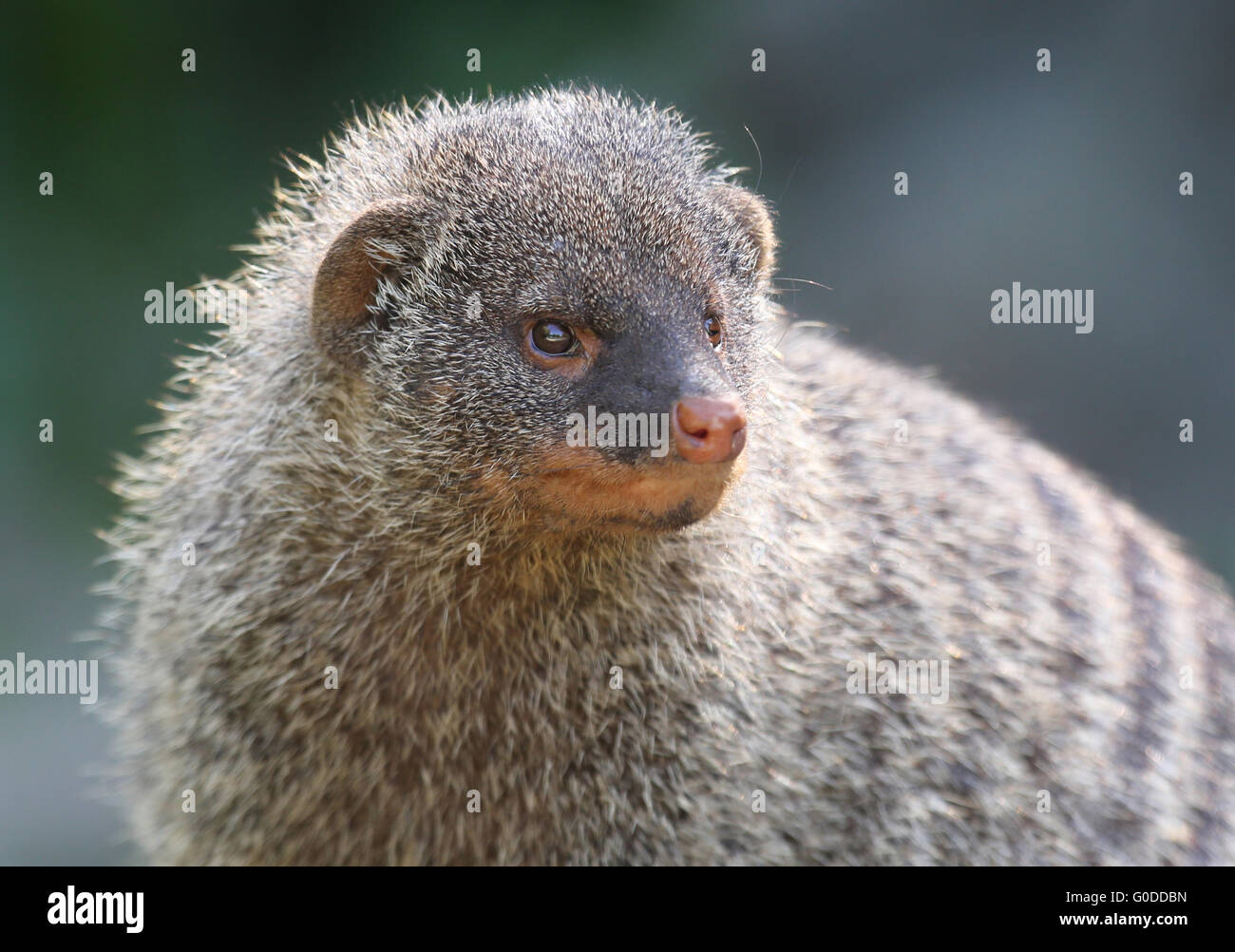 Mammals face hi-res stock photography and images - Alamy