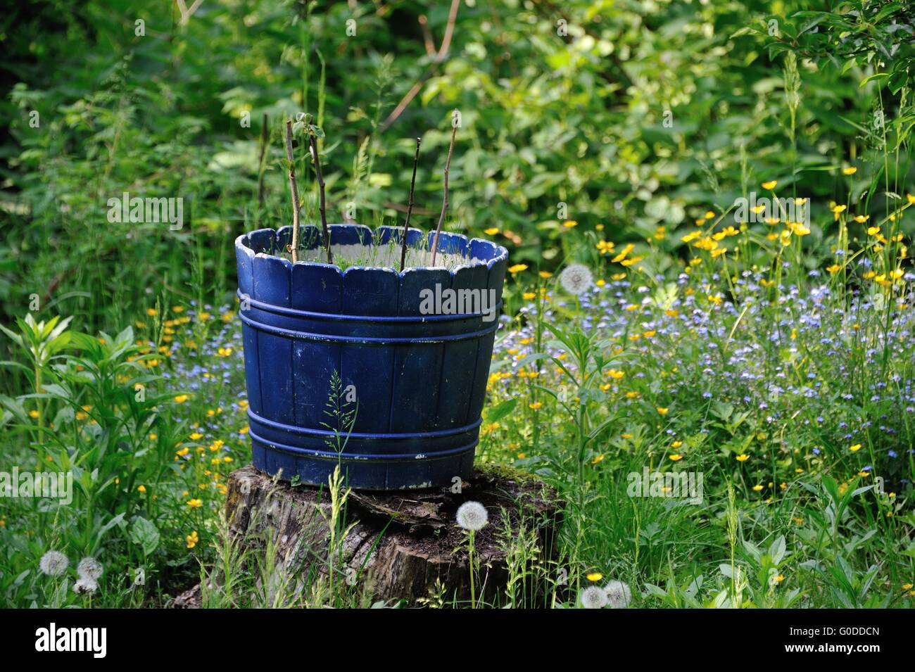 Bucket plants hi-res stock photography and images - Alamy