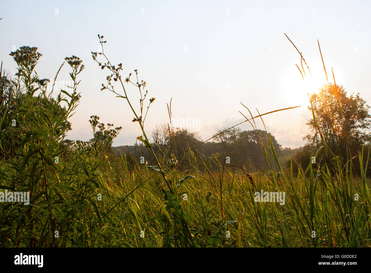 Wide grass blades hi-res stock photography and images - Alamy