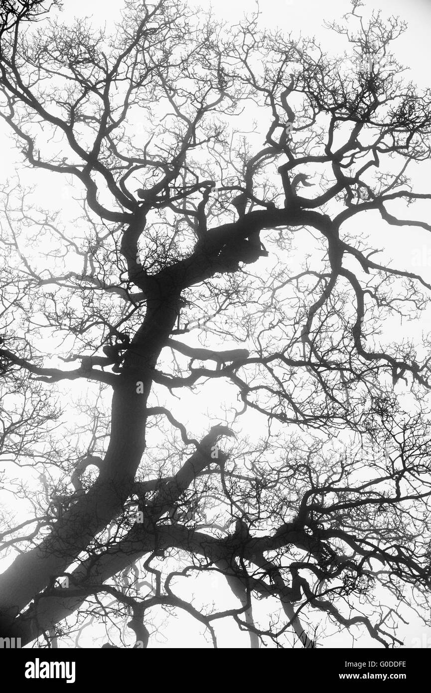 Silhouette tree branches in Black and White Stock Photos & Images - Alamy