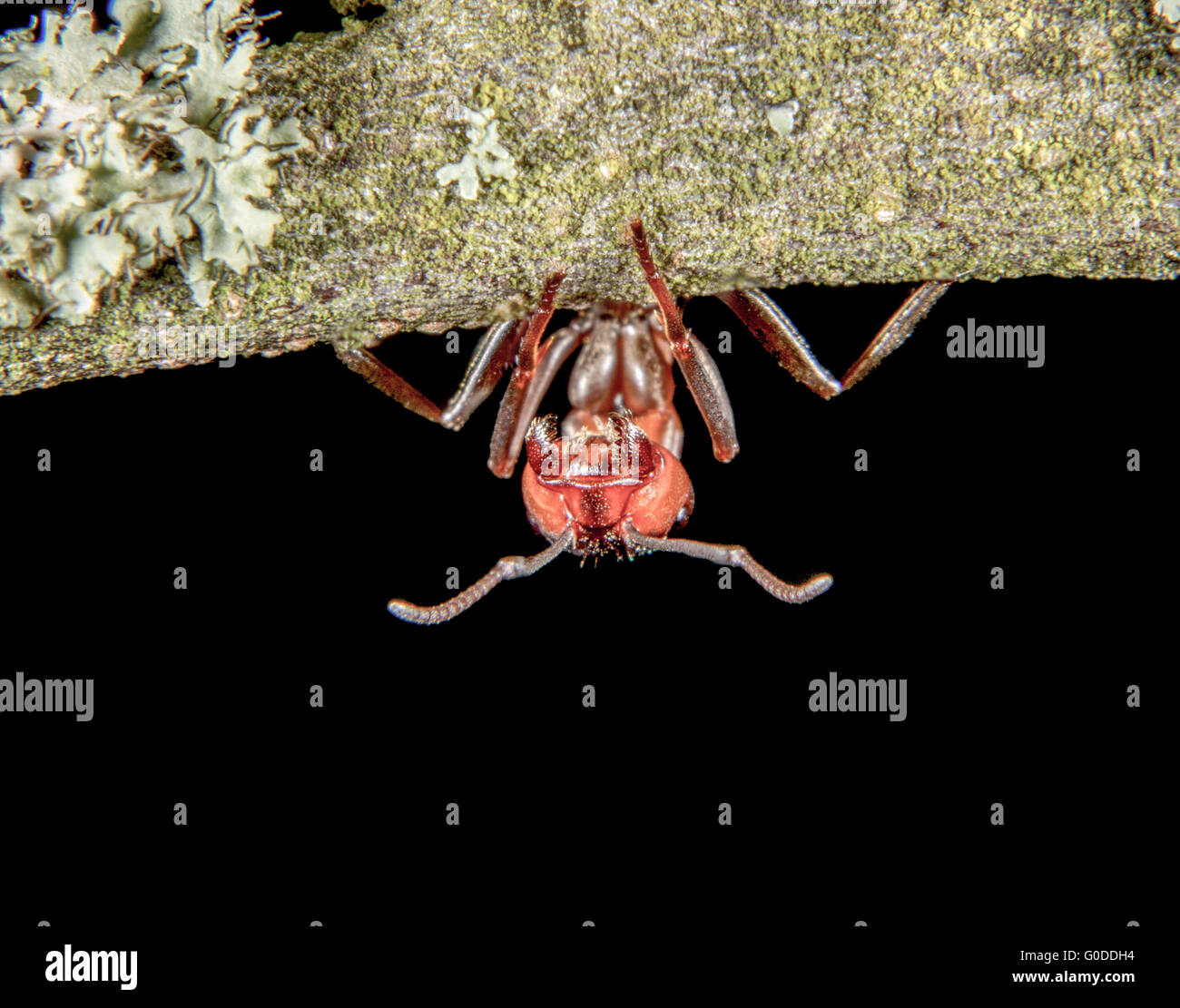 Ant upside down Stock Photo - Alamy