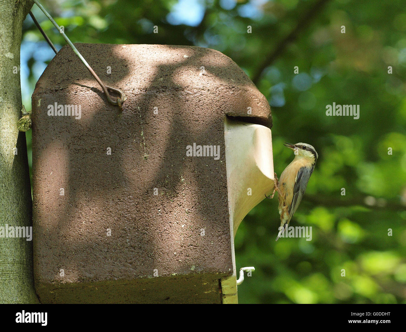 Nuthatch at nest box Stock Photo - Alamy